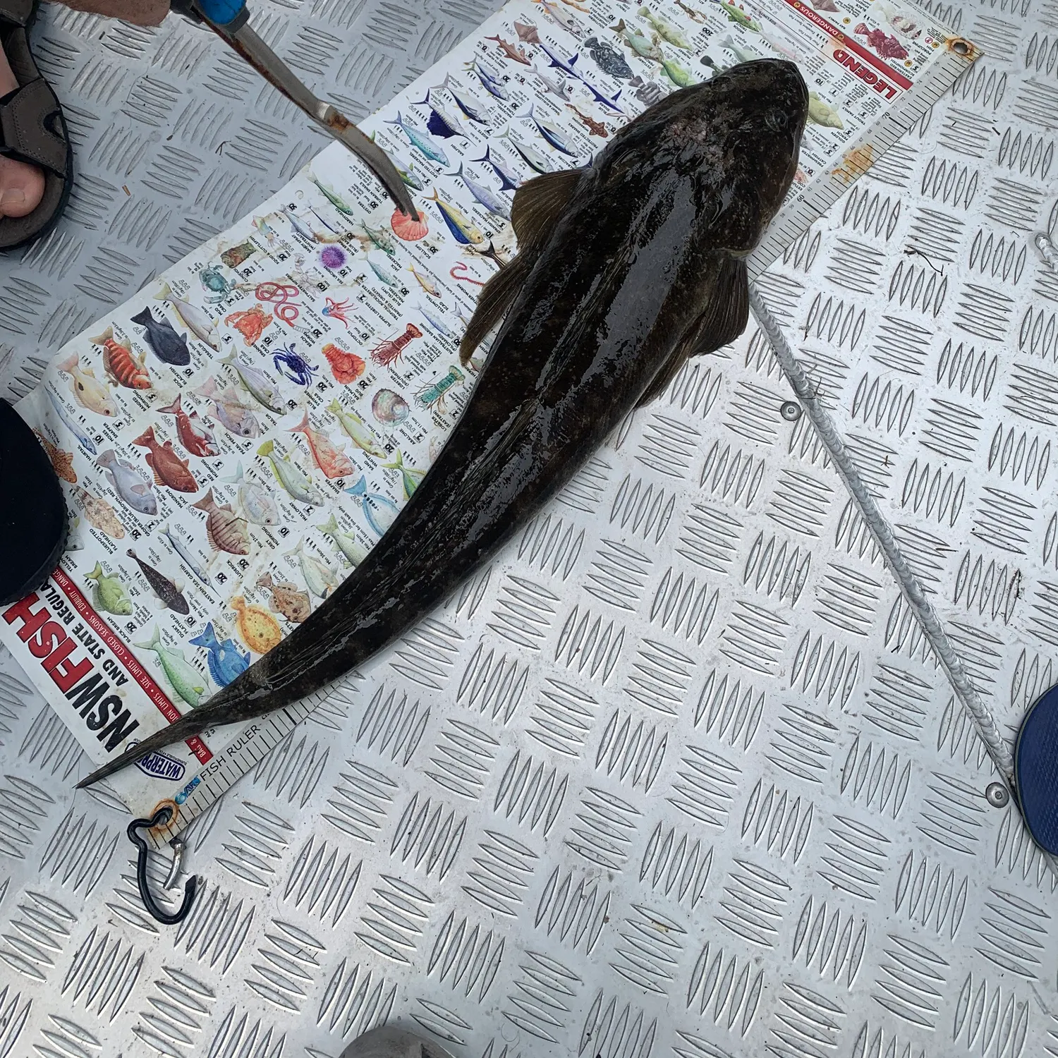 ᐅ Burrill Lake fishing reports🎣• New South Wales, Australia fishing