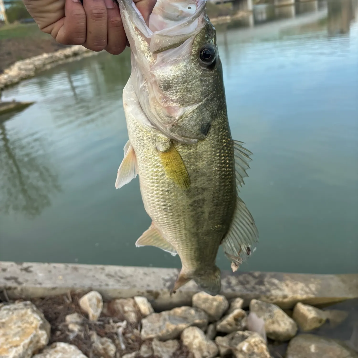 Fishing for Largemouth bass near you