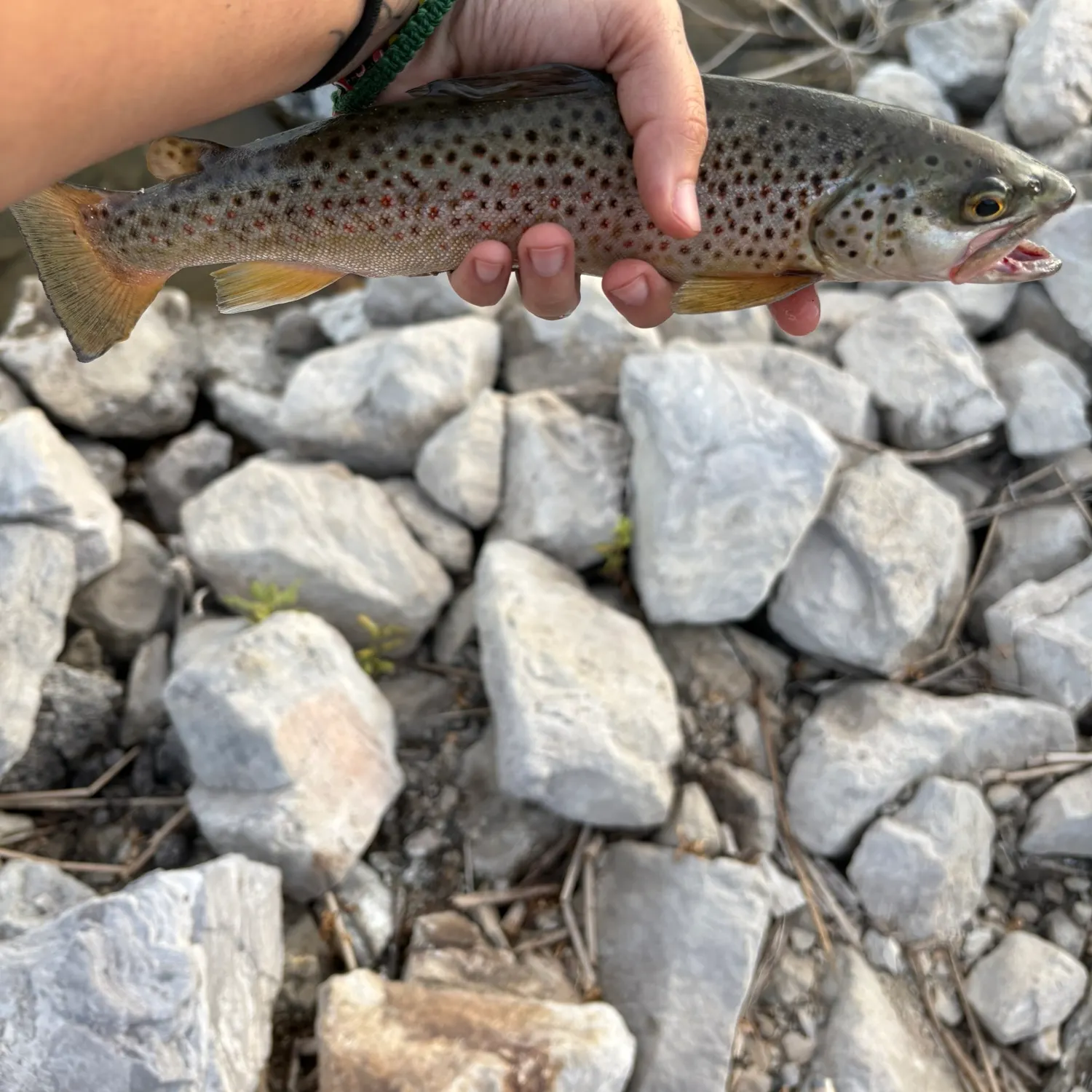 Fishing in Reno, NV (United States) ️️️️ Find Spots, Species & Tips