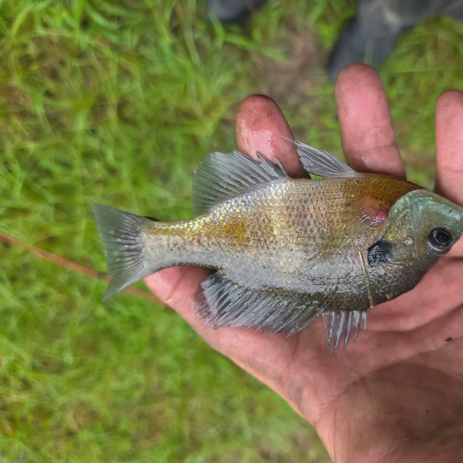 Fishing in Raleigh, NC (United States) ️️️️ Find Spots, Species & Tips