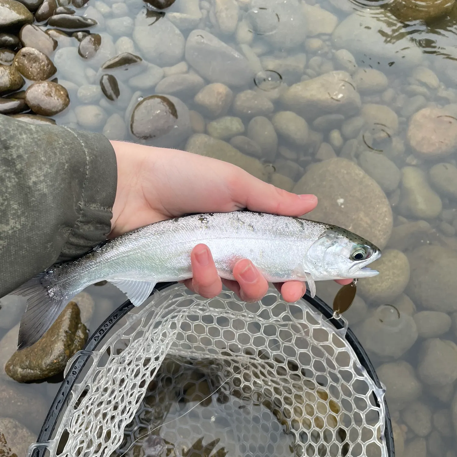 ᐅ Cowlitz River fishing reports🎣• Longview, WA (United States) fishing