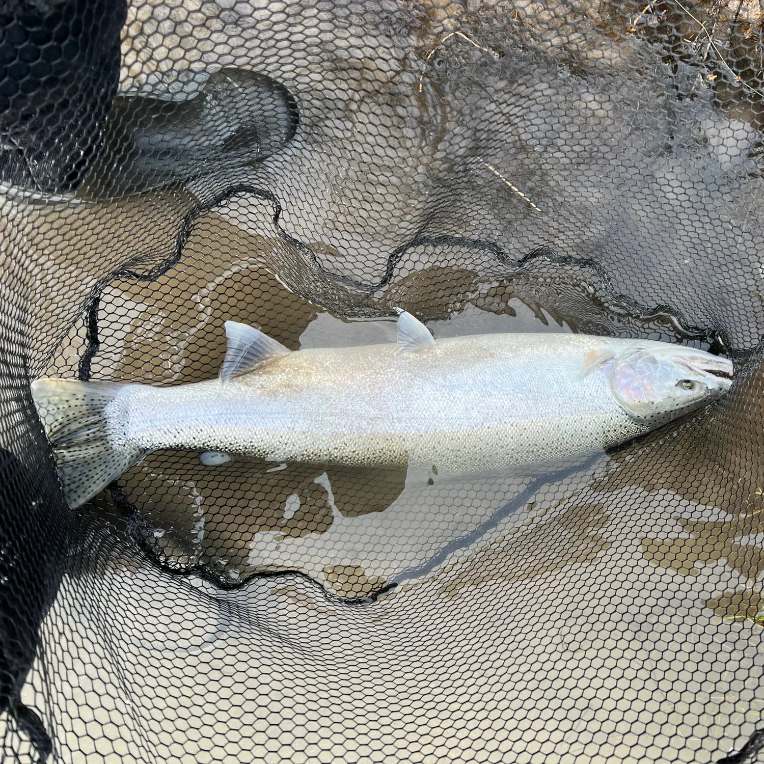 ᐅ Cowlitz River fishing reports🎣• Longview, WA (United States) fishing