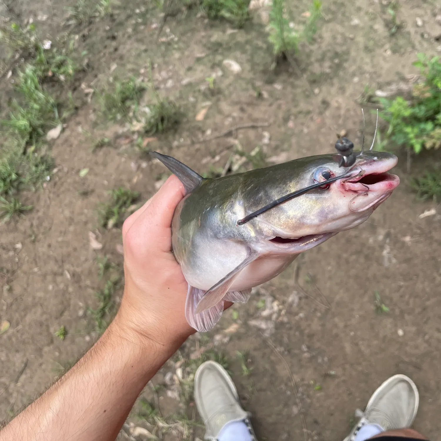 Fishing in Baton Rouge, LA (United States) ️️️️ Find Spots, Species & Tips