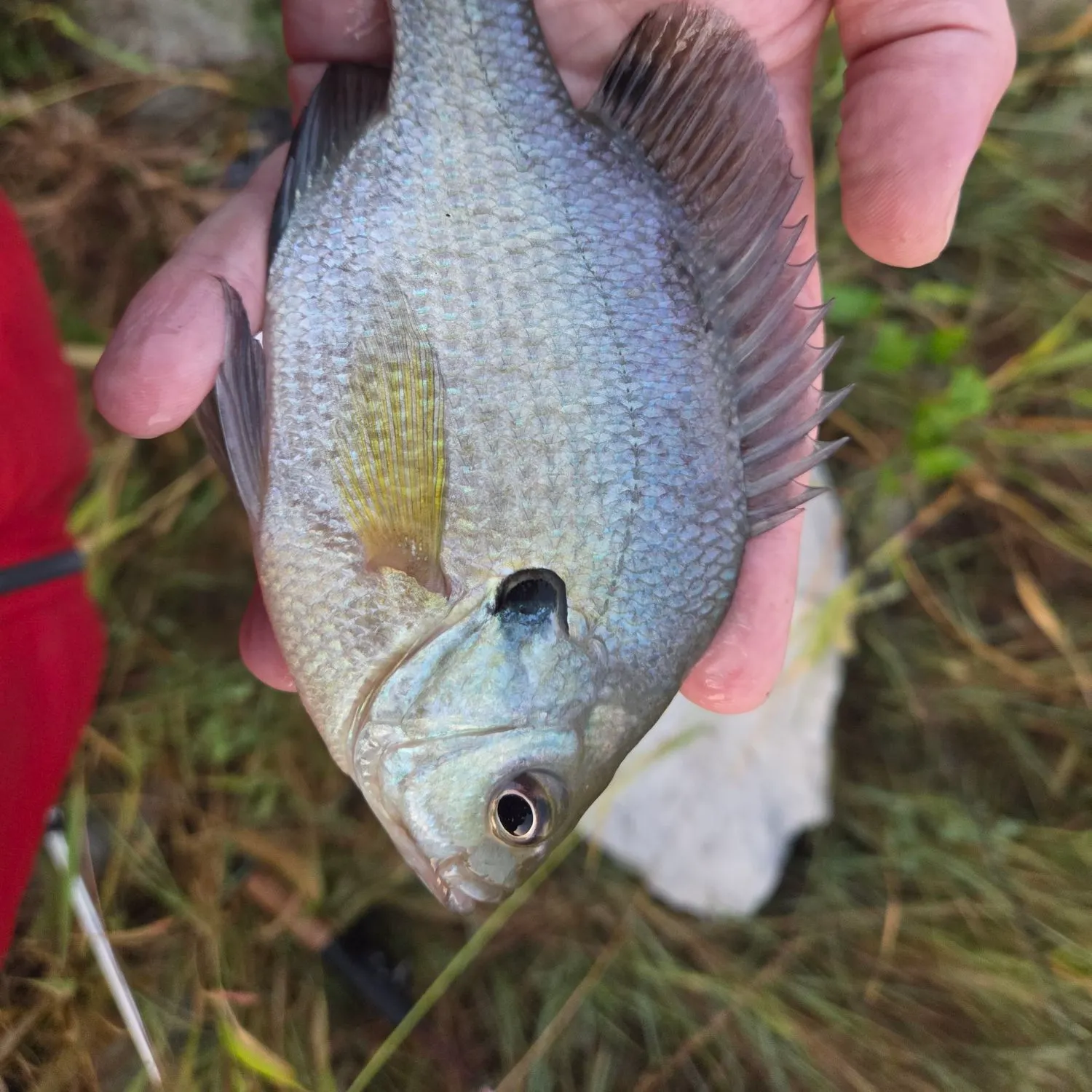 Fishing in Omaha, NE (United States) ️️️️ Find Spots, Species & Tips