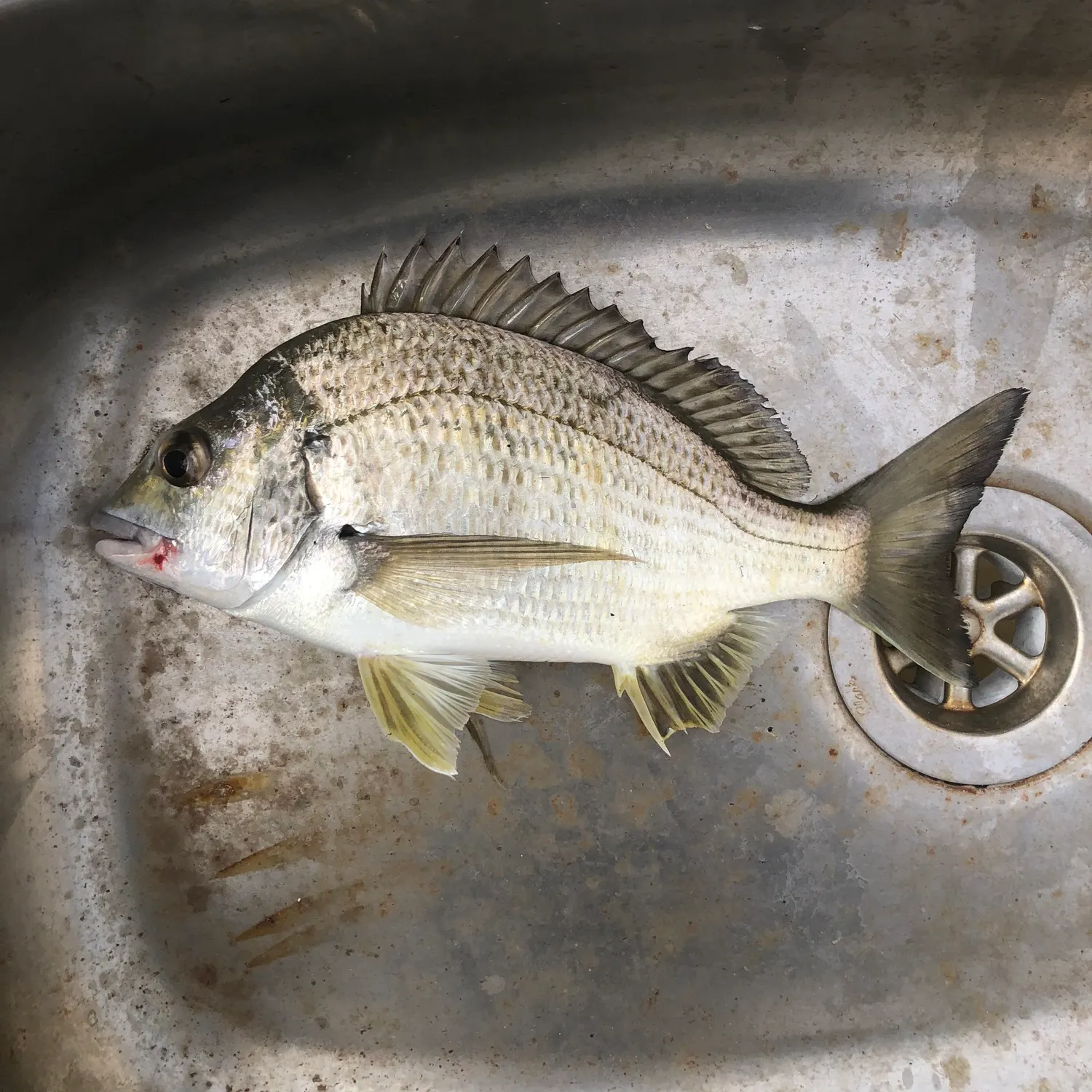 ᐅ Maroochy River fishing reports🎣• Queensland, Australia fishing