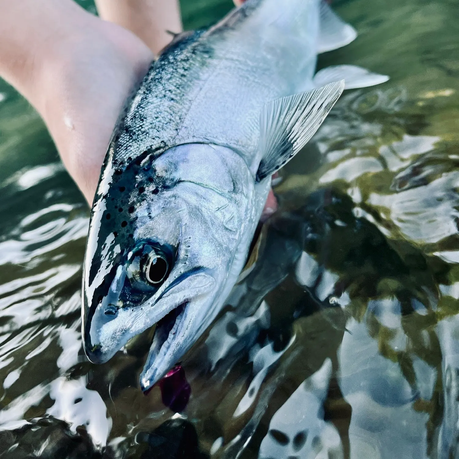 ᐅ Cowlitz River fishing reports🎣• Longview, WA (United States) fishing