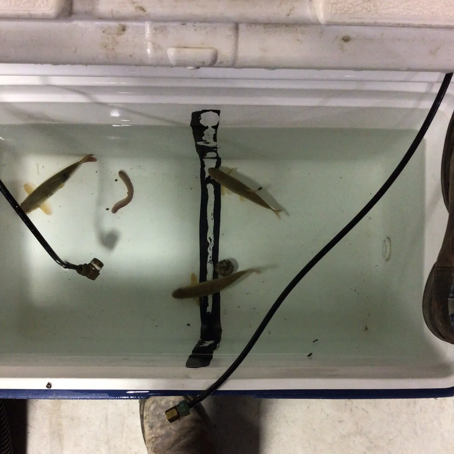 Fishing in Fargo, ND (United States) ️️️️ Find Spots, Species & Tips