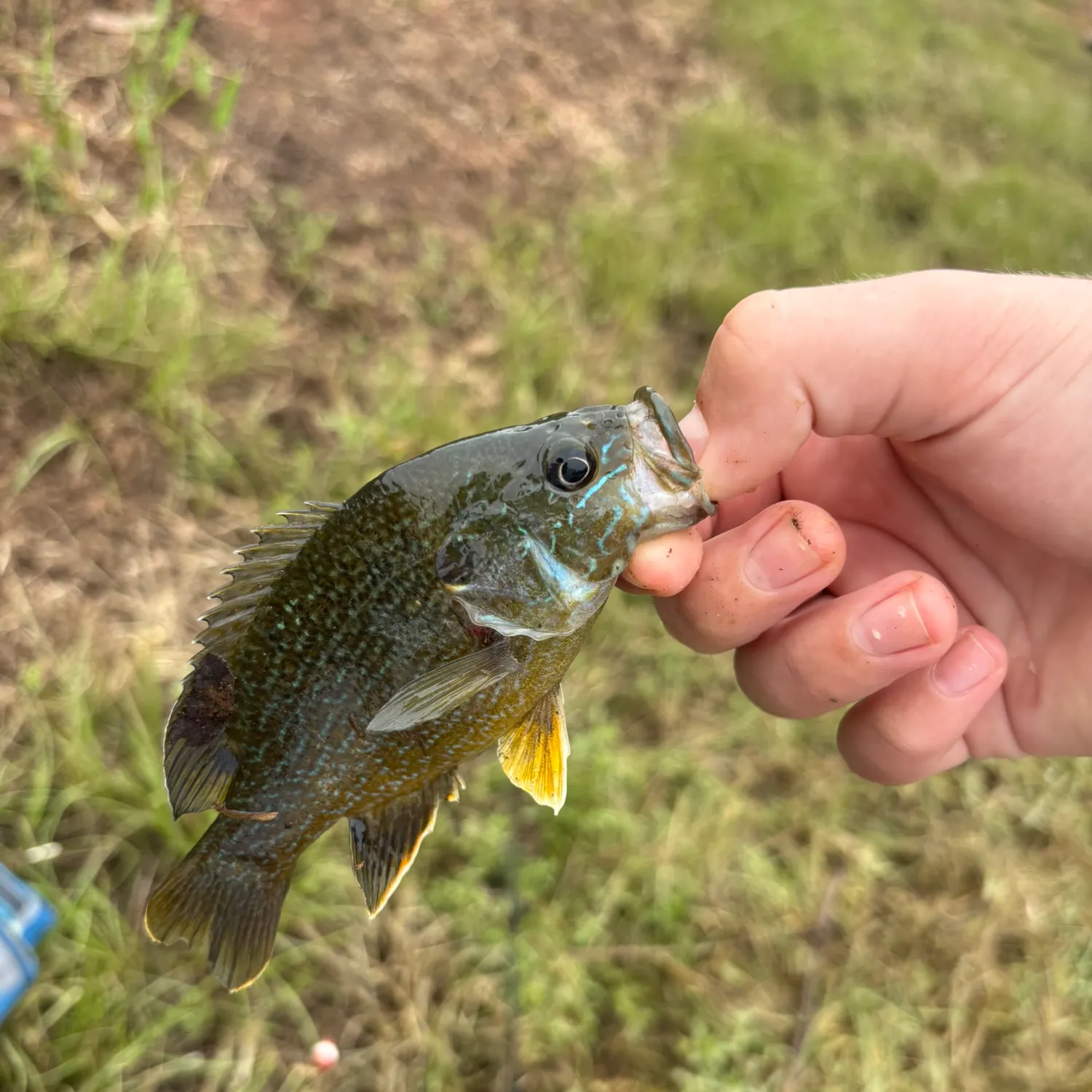 Fishing in Raleigh, NC (United States) ️️️️ Find Spots, Species & Tips