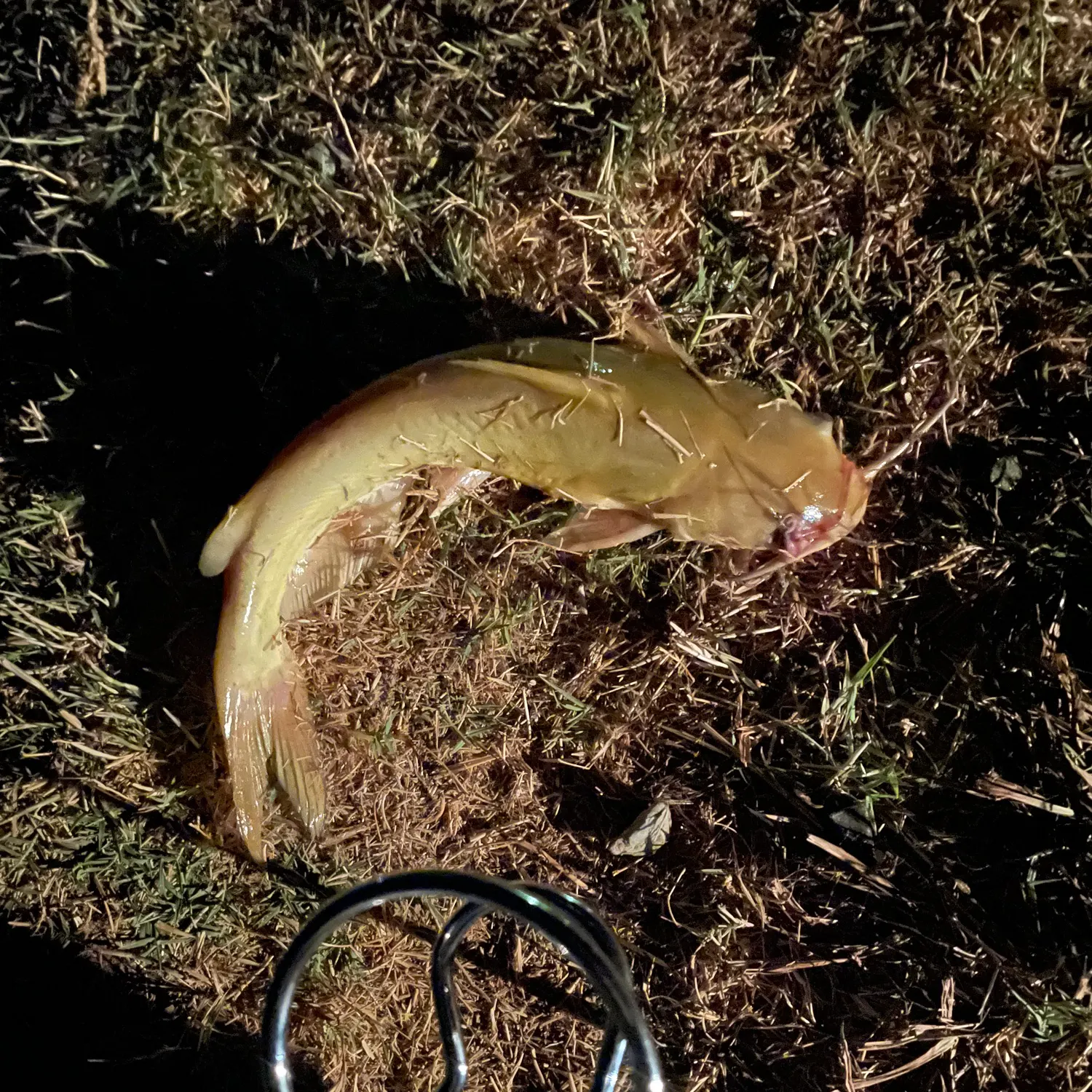 ᐅ Lake Minden fishing reports🎣• Olivehurst, CA (United States) fishing