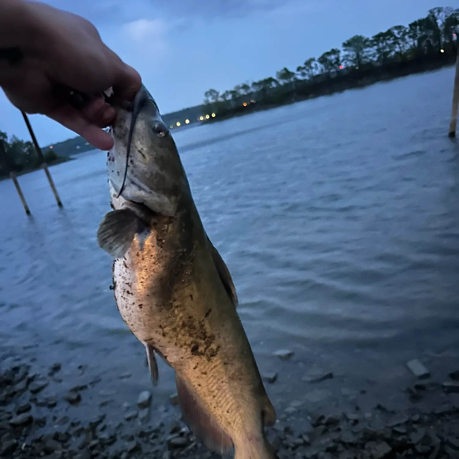 Fishing in Peoria, IL (United States) ️️️️ Find Spots, Species & Tips