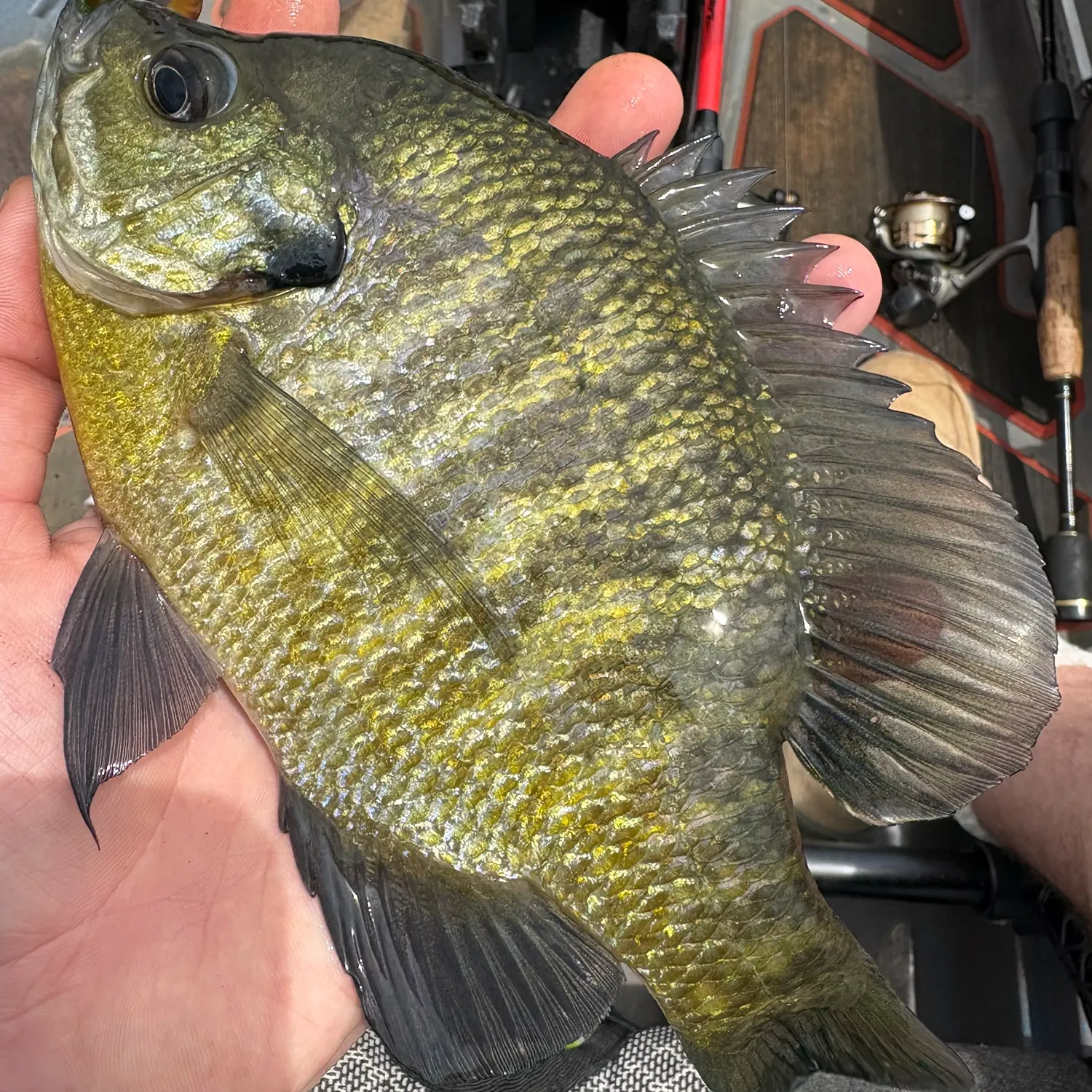 Fishing in Augusta, GA (United States) ️️️️ Find Spots, Species & Tips