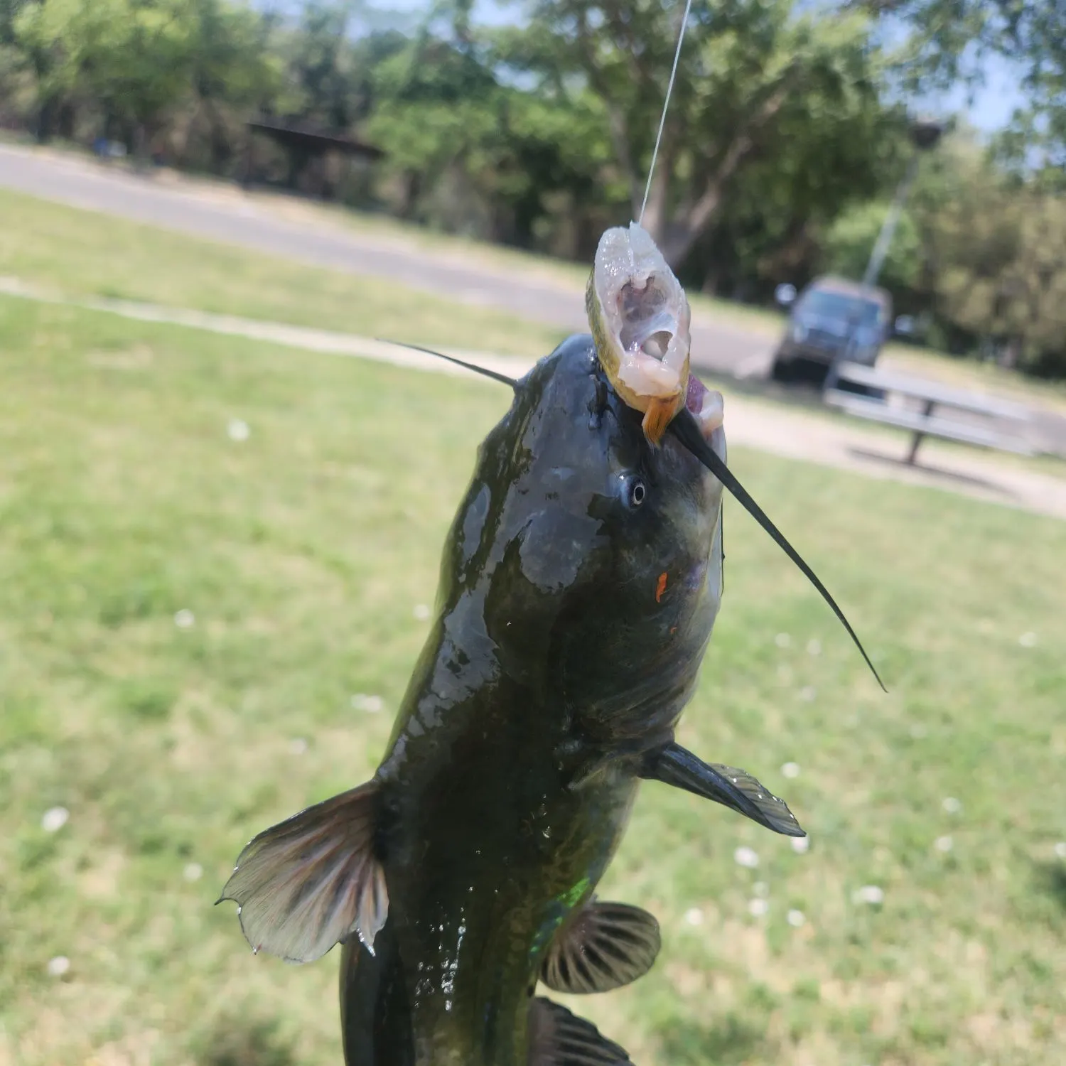 Fishing in Amarillo, TX (United States) ️️️️ Find Spots, Species & Tips