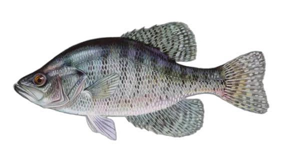 Fishing in Cincinnati, OH (United States) ️️️️ Find Spots, Species & Tips