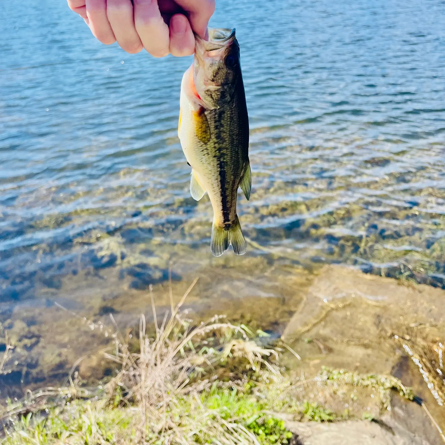 Fishing in Indianapolis, IN (United States) ️️️️ Find Spots, Species & Tips