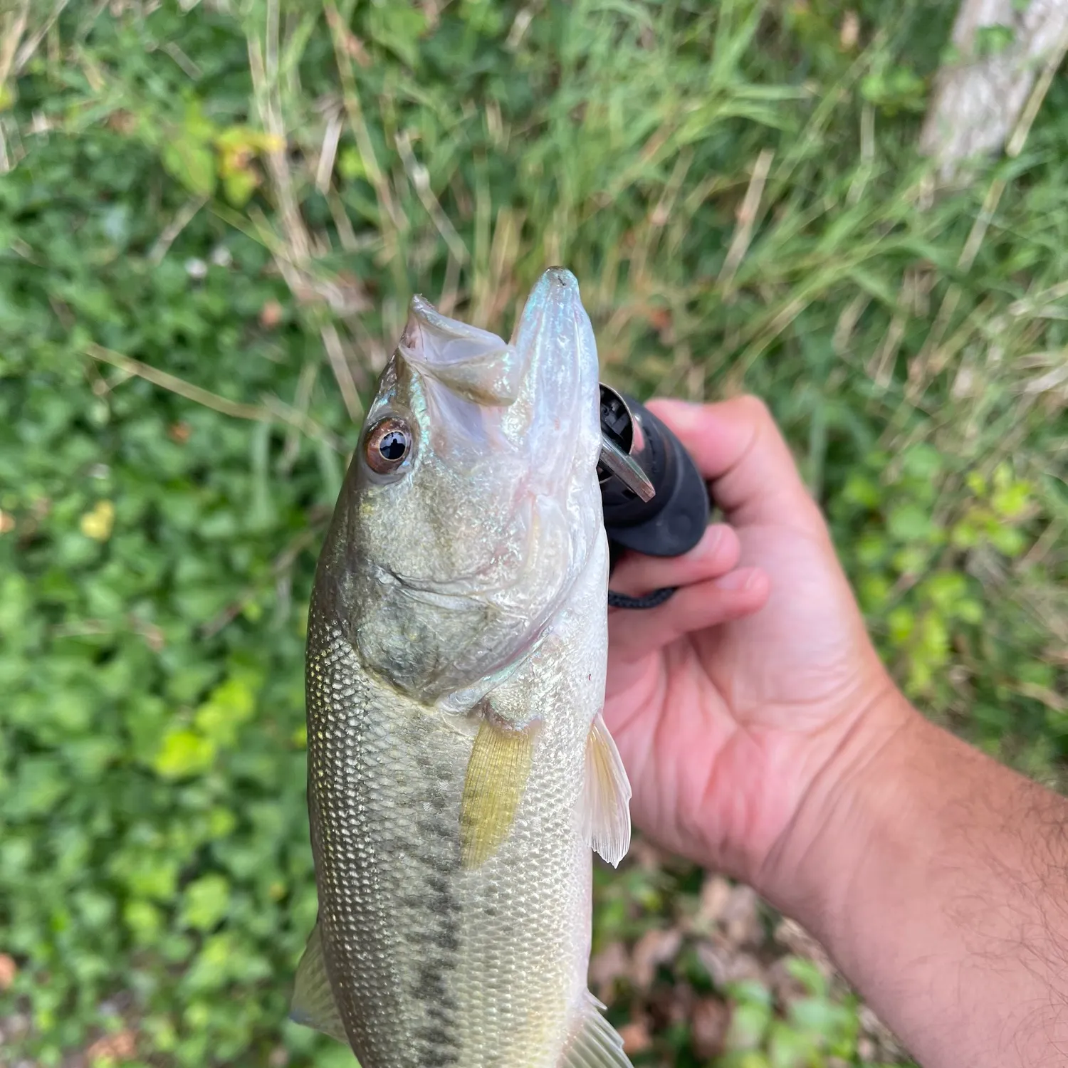 ᐅ Waughop Lake fishing reports🎣• Lakewood, WA (United States) fishing