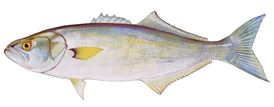 Fishing in Virginia Beach, VA (United States) ️️️️ Find Spots, Species ...