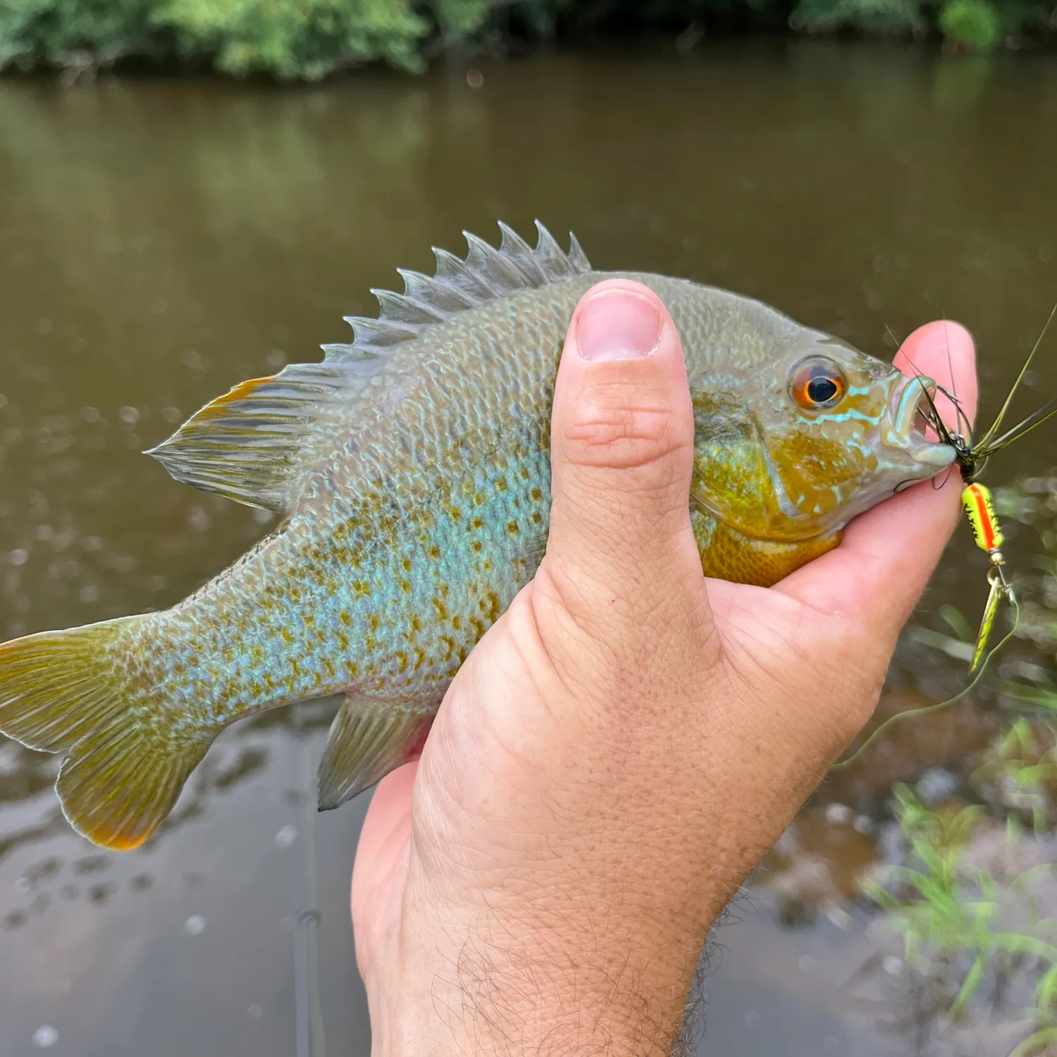 Fishing in Augusta, GA (United States) ️️️️ Find Spots, Species & Tips