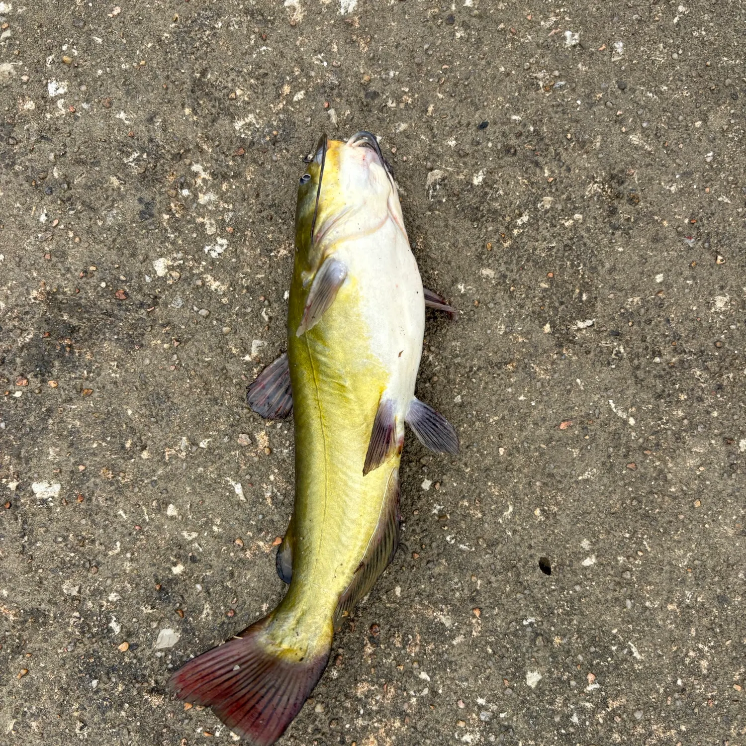 Fishing in Tulsa, OK (United States) ️️️️ Find Spots, Species & Tips