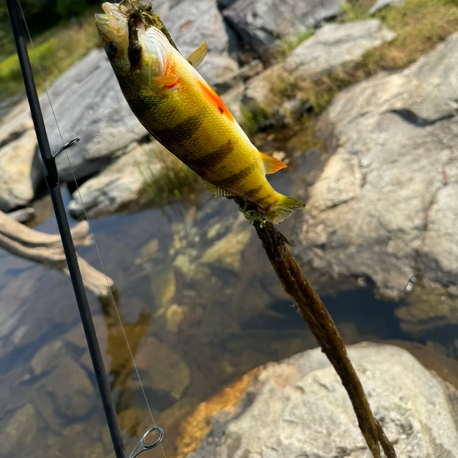 ᐅ Hemlock Lake fishing reports🎣• Crandon Lakes, NJ (United States) fishing