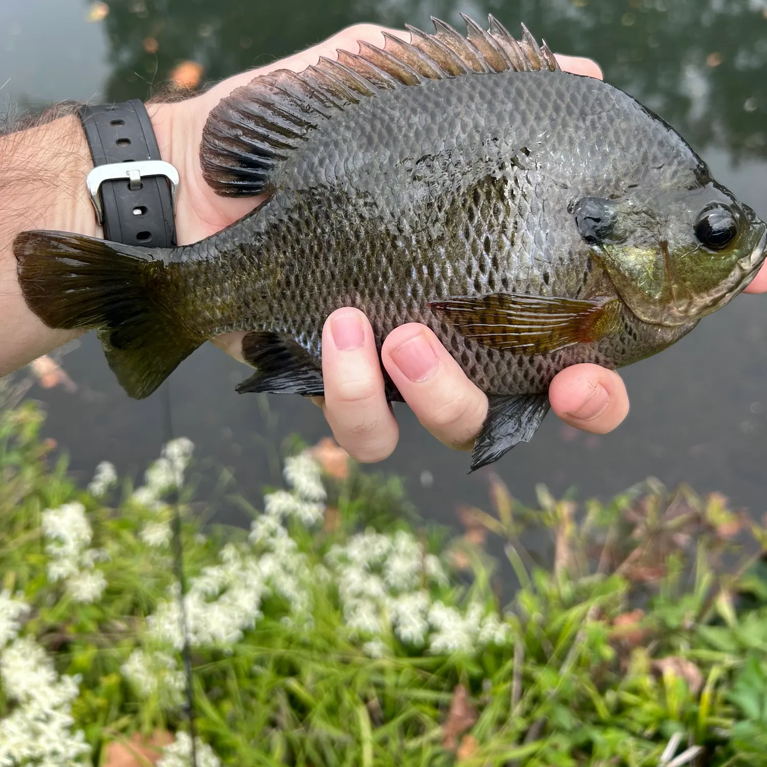 Fishing in Tulsa, OK (United States) ️️️️ Find Spots, Species & Tips