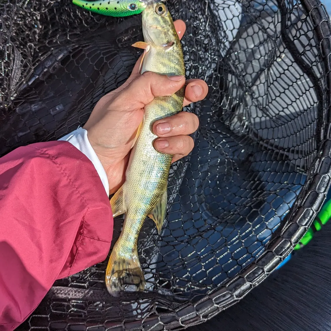 ᐅ Pine Coulee Reservoir fishing reports🎣• Alberta, Canada fishing