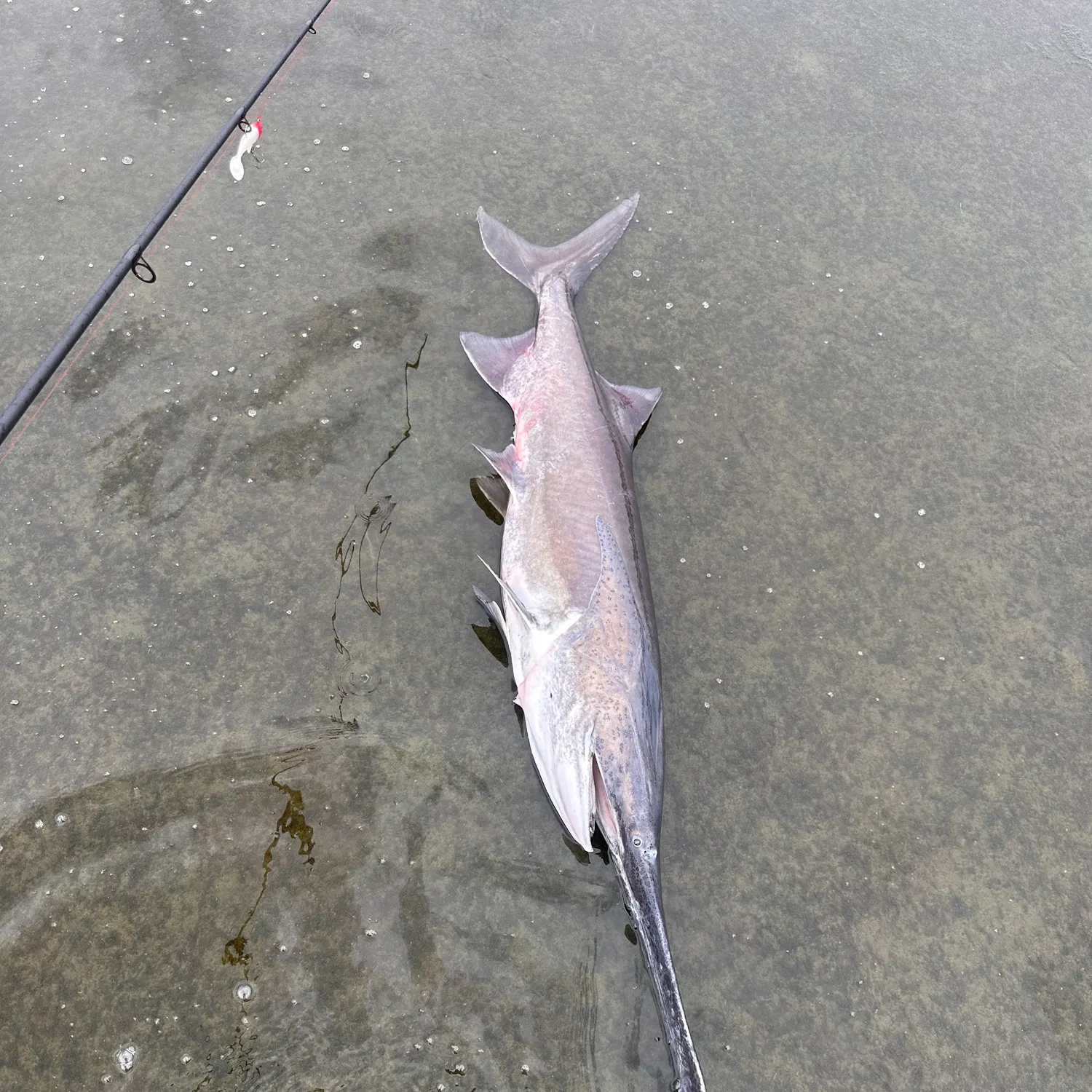 Fishing in Tulsa, OK (United States) ️️️️ Find Spots, Species & Tips