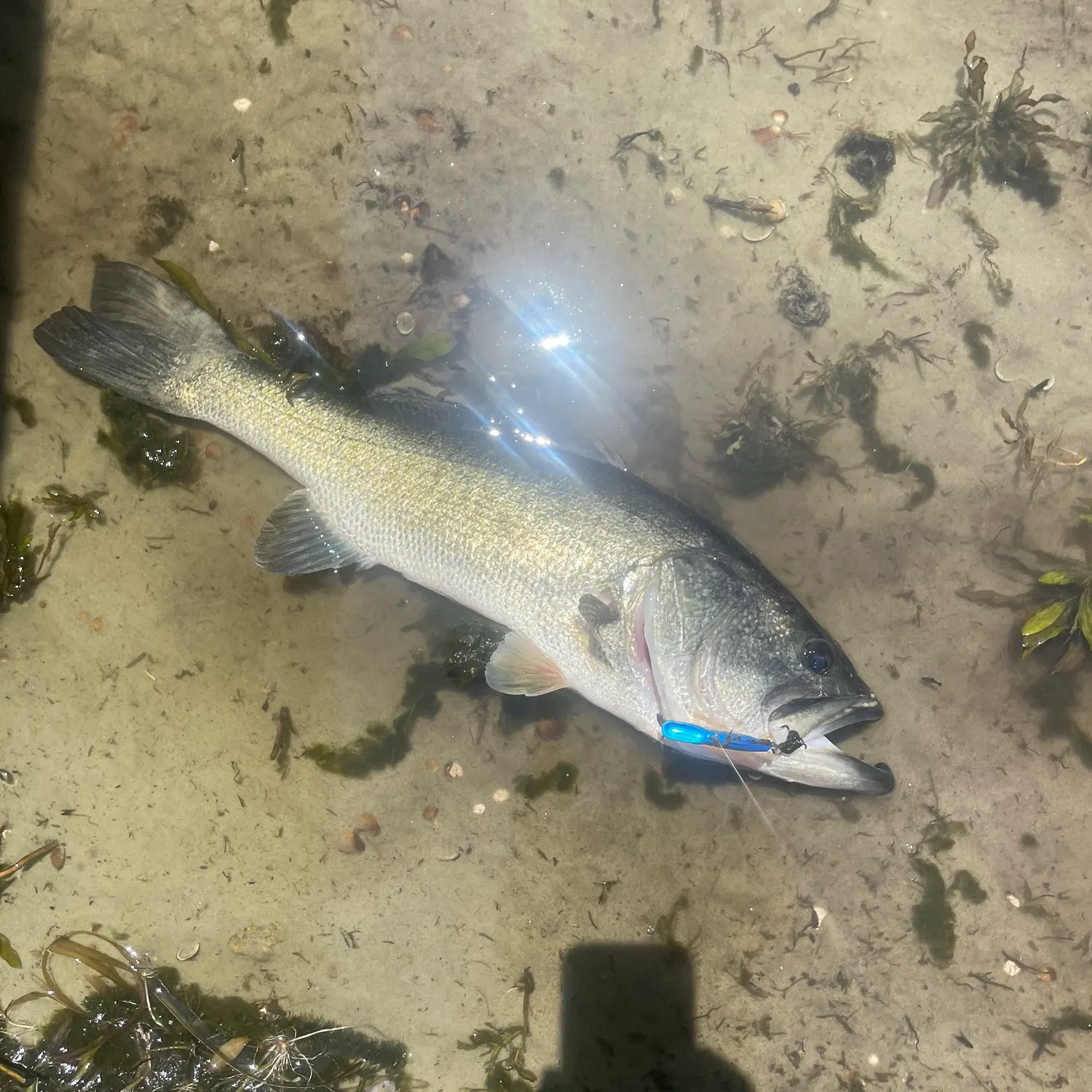 Fishing in Lakeland, FL (United States) ️️️️ Find Spots, Species & Tips