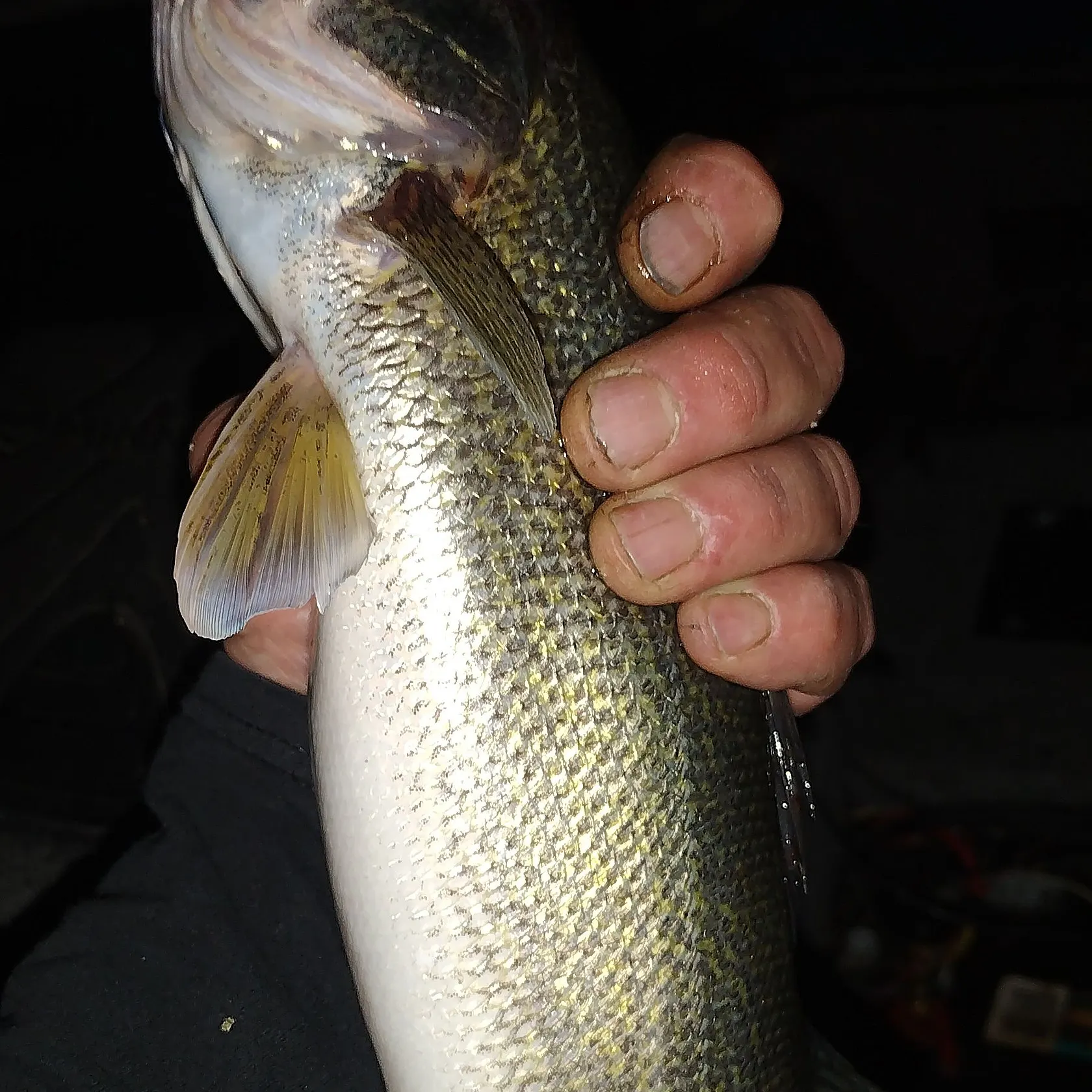 Fishing for Walleye near you