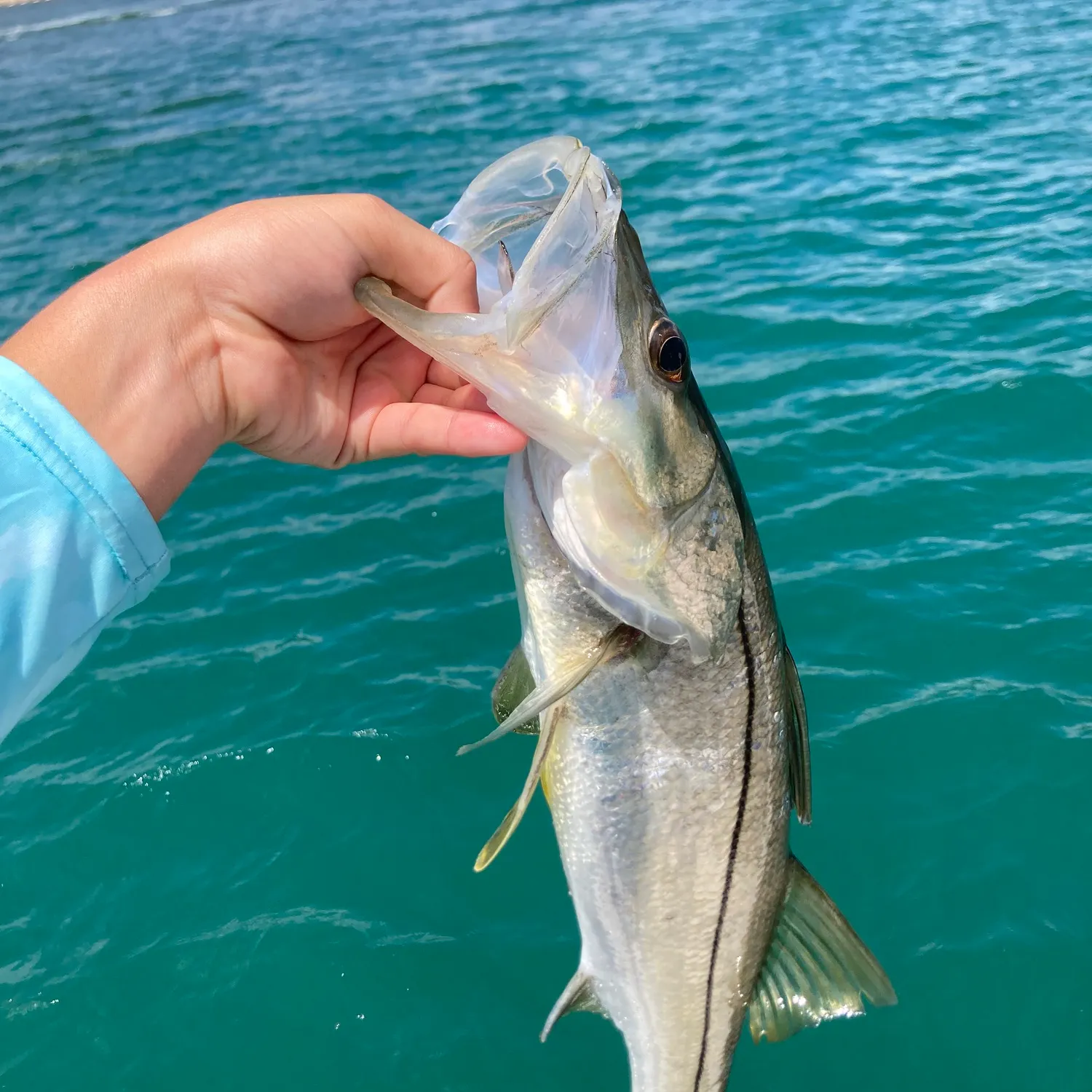 ᐅ Jupiter Inlet fishing reports🎣• Jupiter, FL (United States) fishing