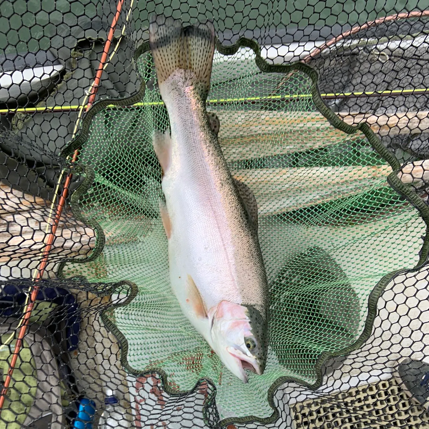 ᐅ Grafham Water fishing reports🎣• England, United Kingdom fishing