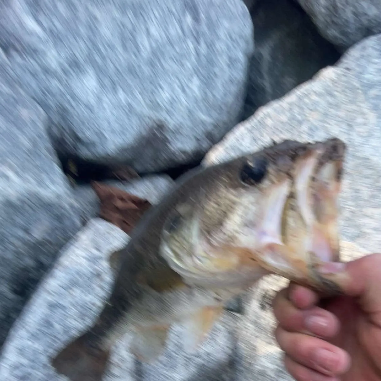 Fishing in Augusta, GA (United States) ️️️️ Find Spots, Species & Tips