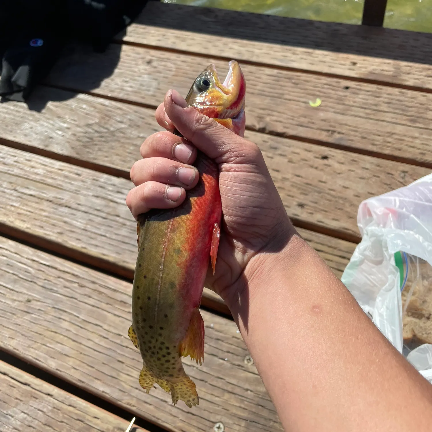 ᐅ Cocolalla Lake fishing reports🎣• Sandpoint, ID (United States) fishing