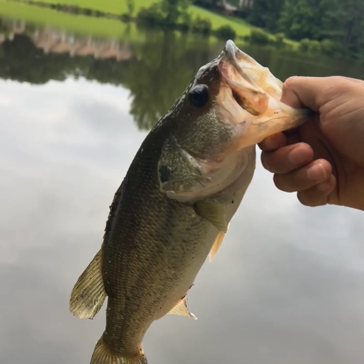 Fishing in Raleigh, NC (United States) ️️️️ Find Spots, Species & Tips
