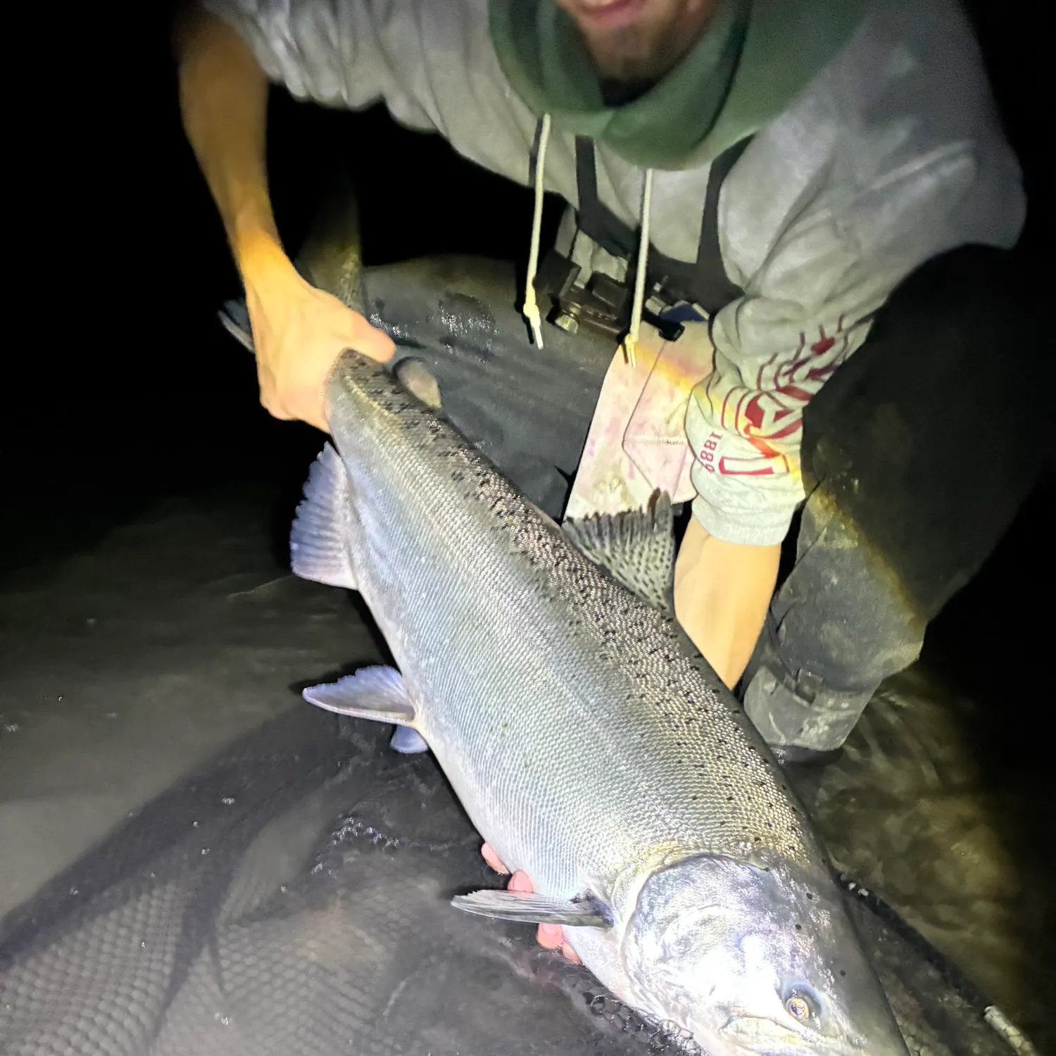 ᐅ Cowlitz River fishing reports🎣• Longview, WA (United States) fishing