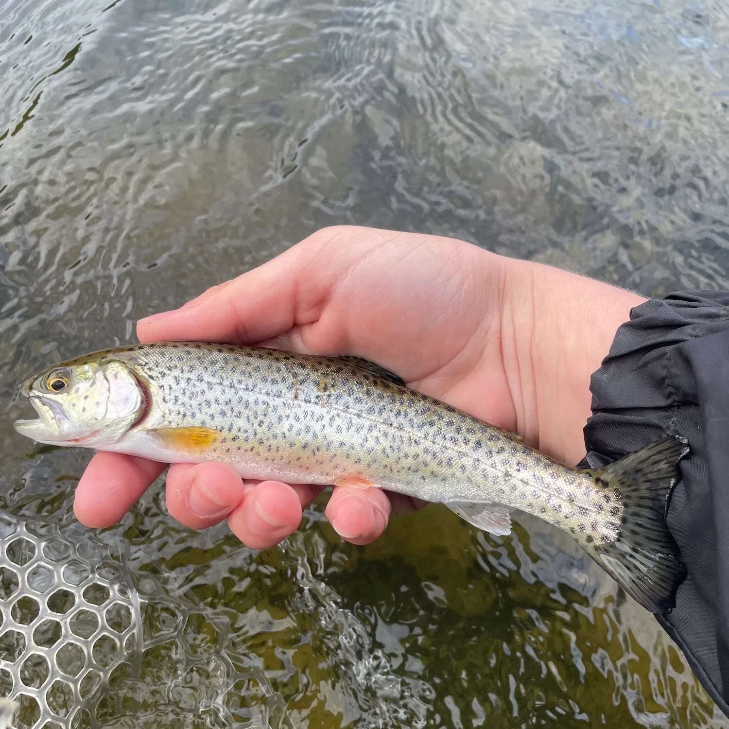 ᐅ Cowlitz River fishing reports🎣• Longview, WA (United States) fishing