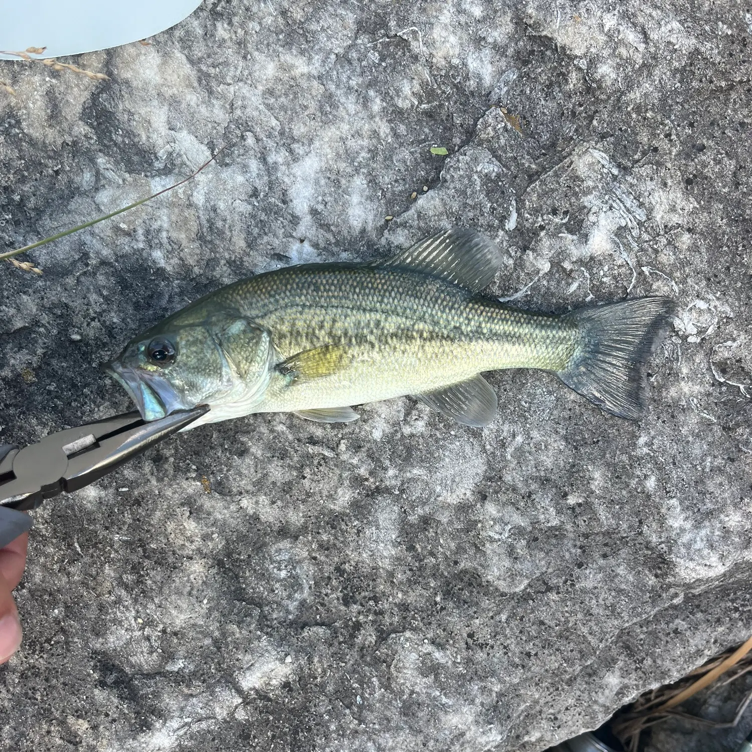 Fishing in Omaha, NE (United States) ️️️️ Find Spots, Species & Tips