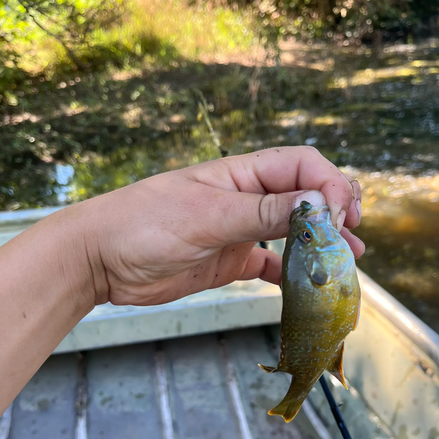 Fishing in Wichita, KS (United States) ️️️️ Find Spots, Species & Tips
