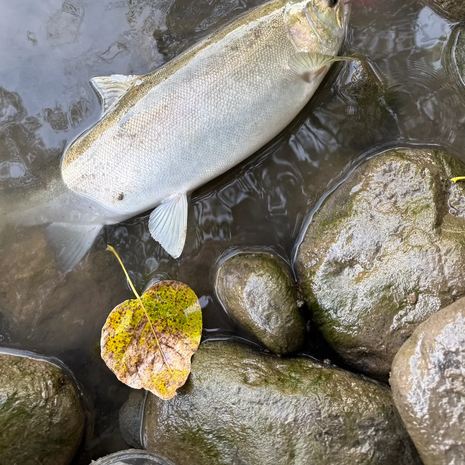 ᐅ Nooksack River fishing reports🎣• Lynden, WA (United States) fishing