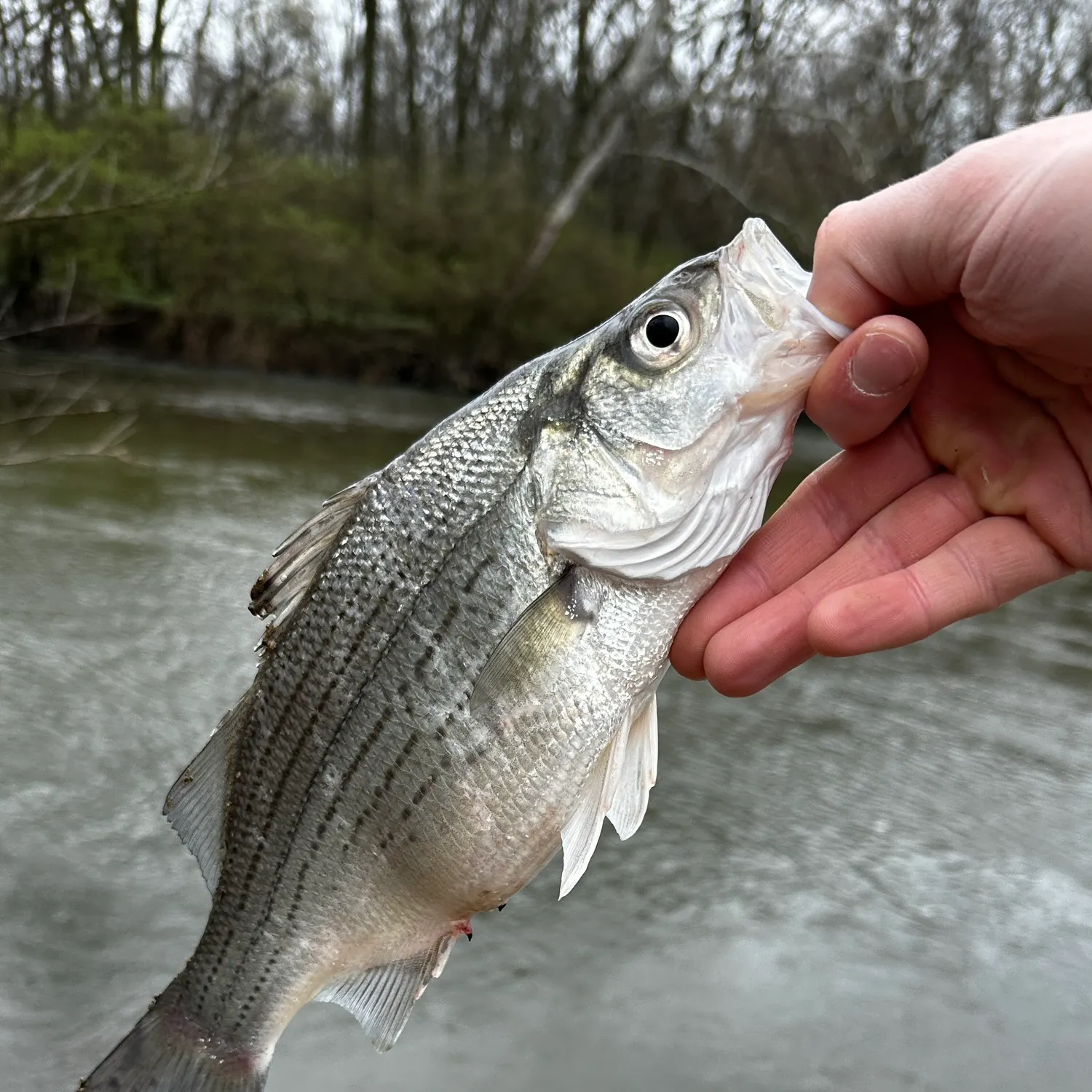 Fishing in Dayton, OH (United States) ️️️️ Find Spots, Species & Tips