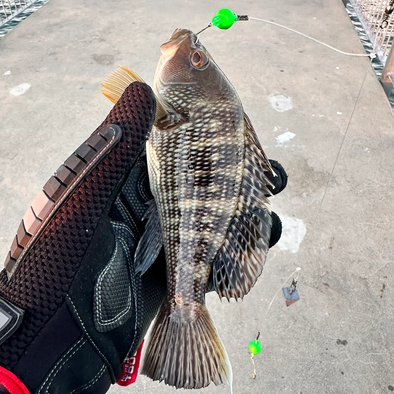 ᐅ James River Fishing Pier fishing reports🎣• Hampton, VA (United States ...