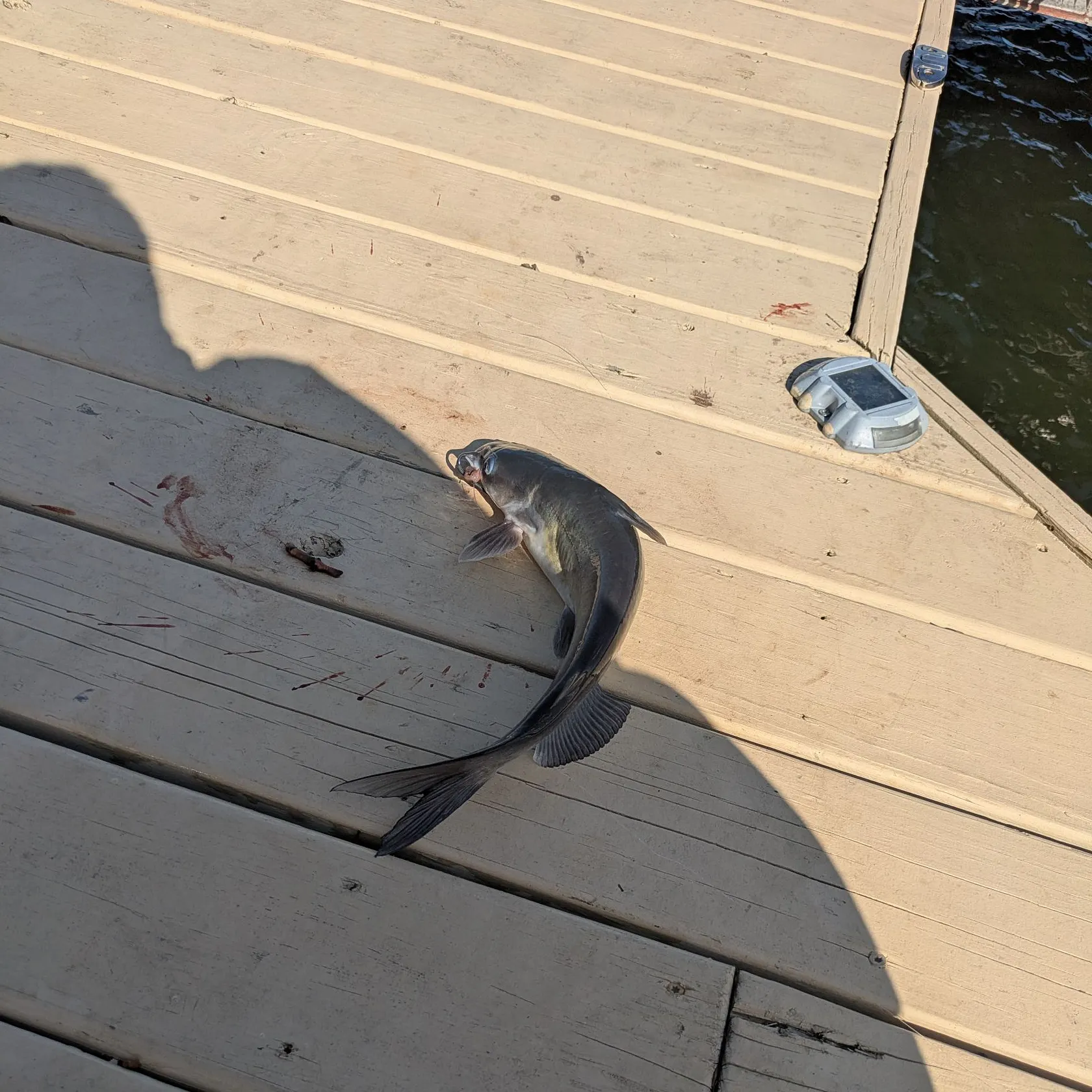 ᐅ Lake Conroe fishing reports🎣• Conroe, TX (United States) fishing