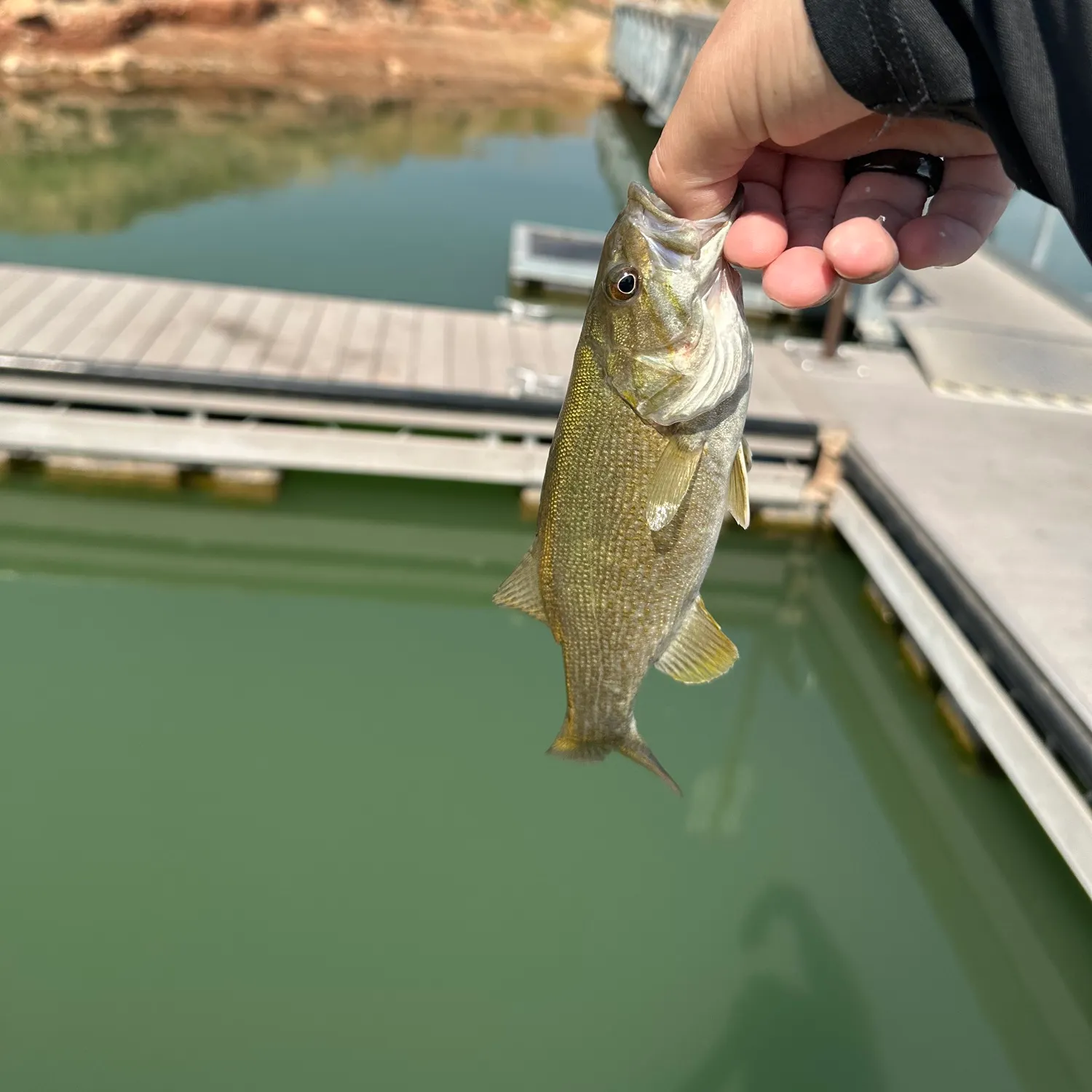 ᐅ Lake Meredith fishing reports🎣• Borger, TX (United States) fishing