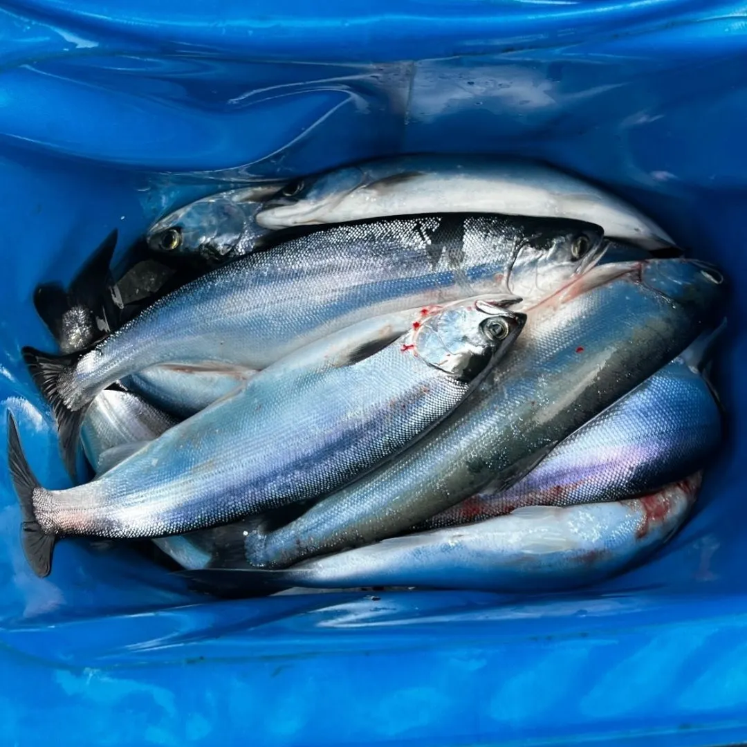 ᐅ Lake Merwin fishing reports🎣• Battle Ground, WA (United States) fishing