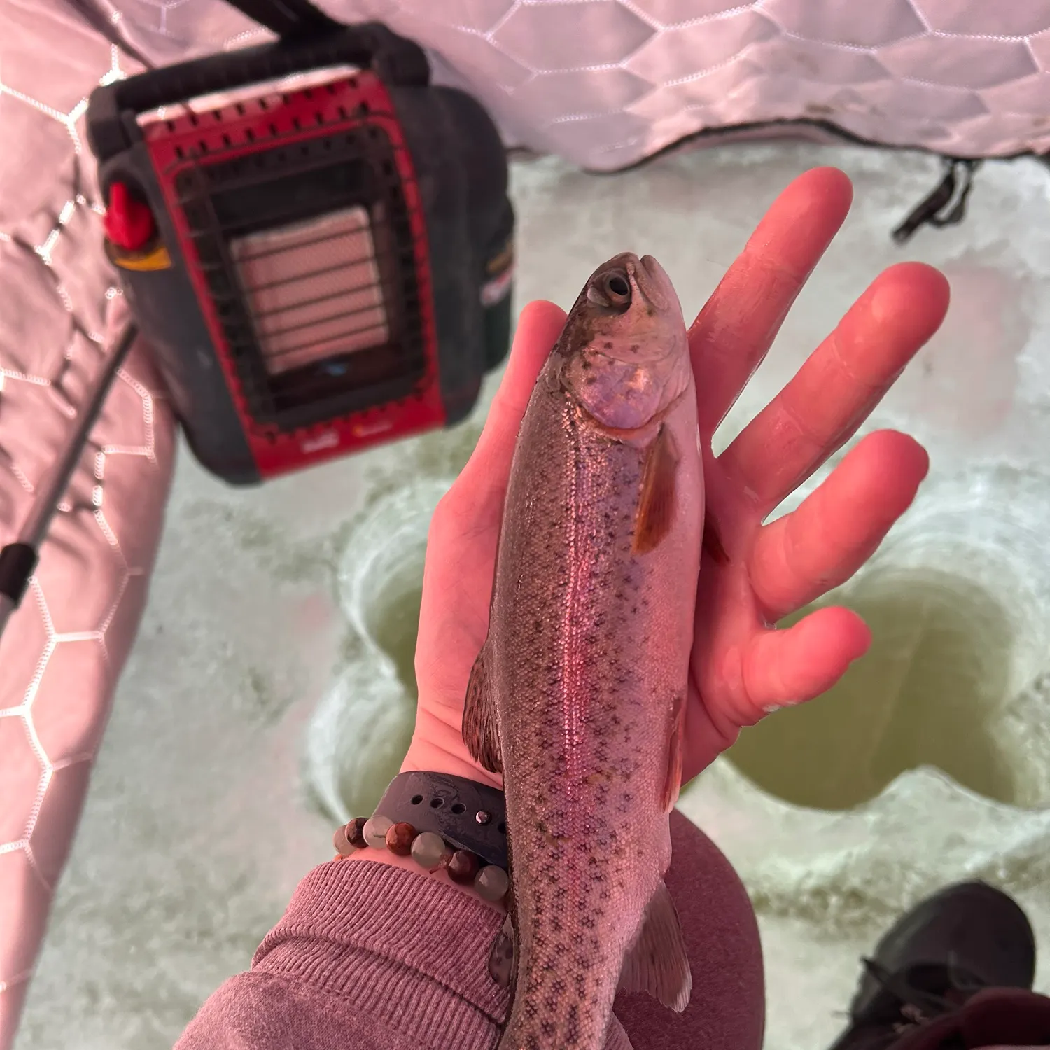 ᐅ Cenaiko Lake fishing reports🎣• Coon Rapids, MN (United States) fishing