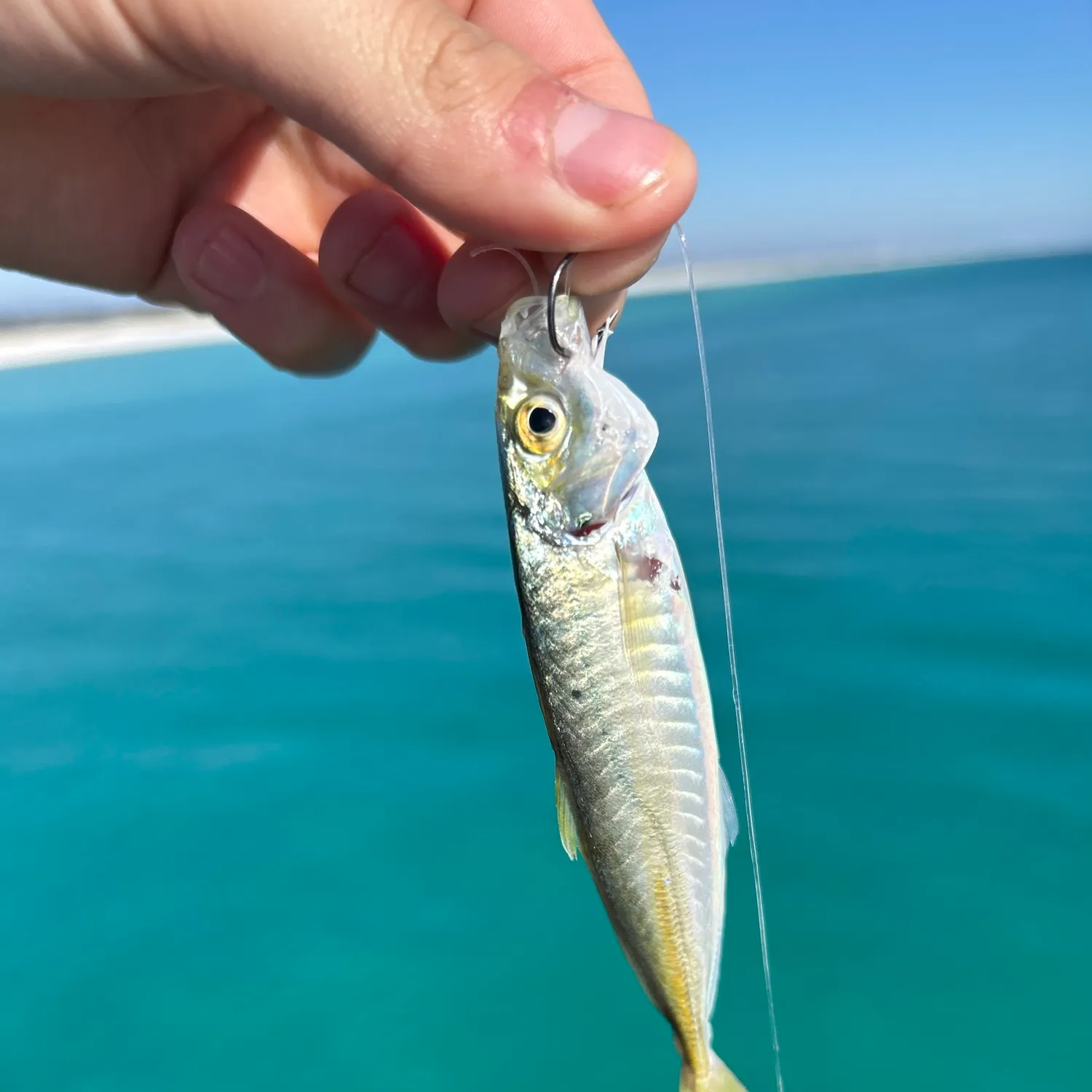 ᐅ Navarre Beach Fishing Pier fishing reports🎣• Navarre, FL (United ...