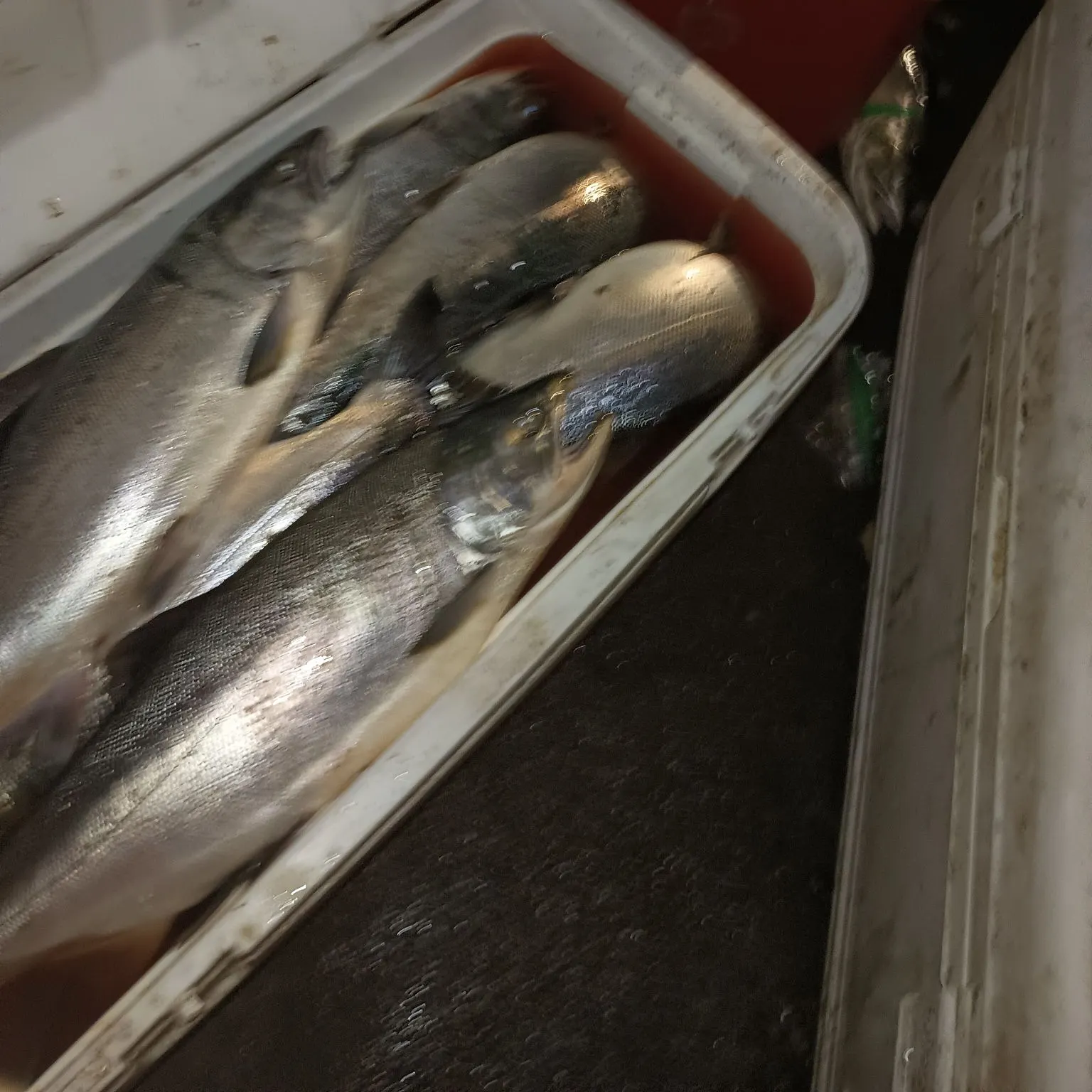 ᐅ Nooksack River fishing reports🎣• Lynden, WA (United States) fishing