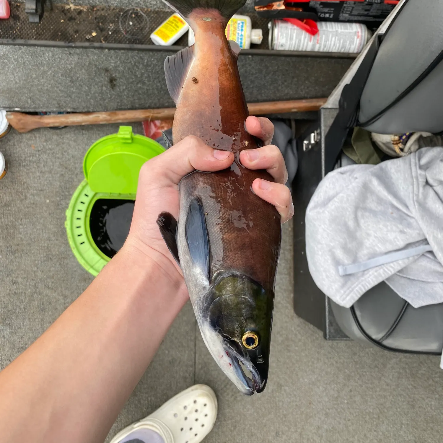 ᐅ Lake Merwin fishing reports🎣• Battle Ground, WA (United States) fishing