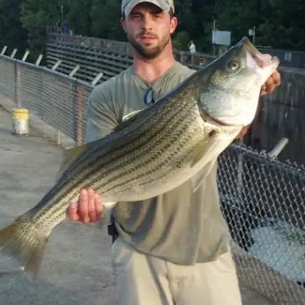 Fishing in Augusta, GA (United States) ️️️️ Find Spots, Species & Tips