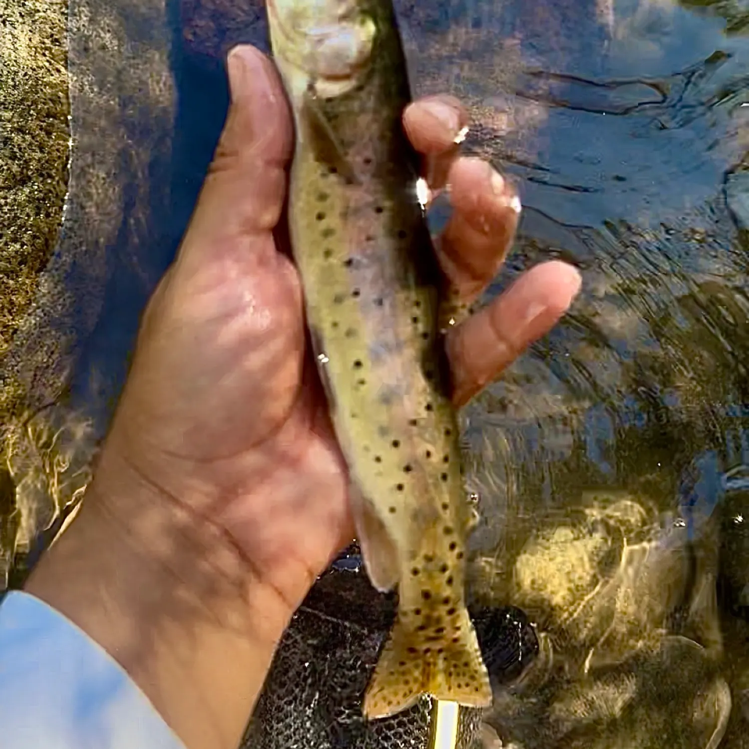 Fishing in Reno, NV (United States) ️️️️ Find Spots, Species & Tips