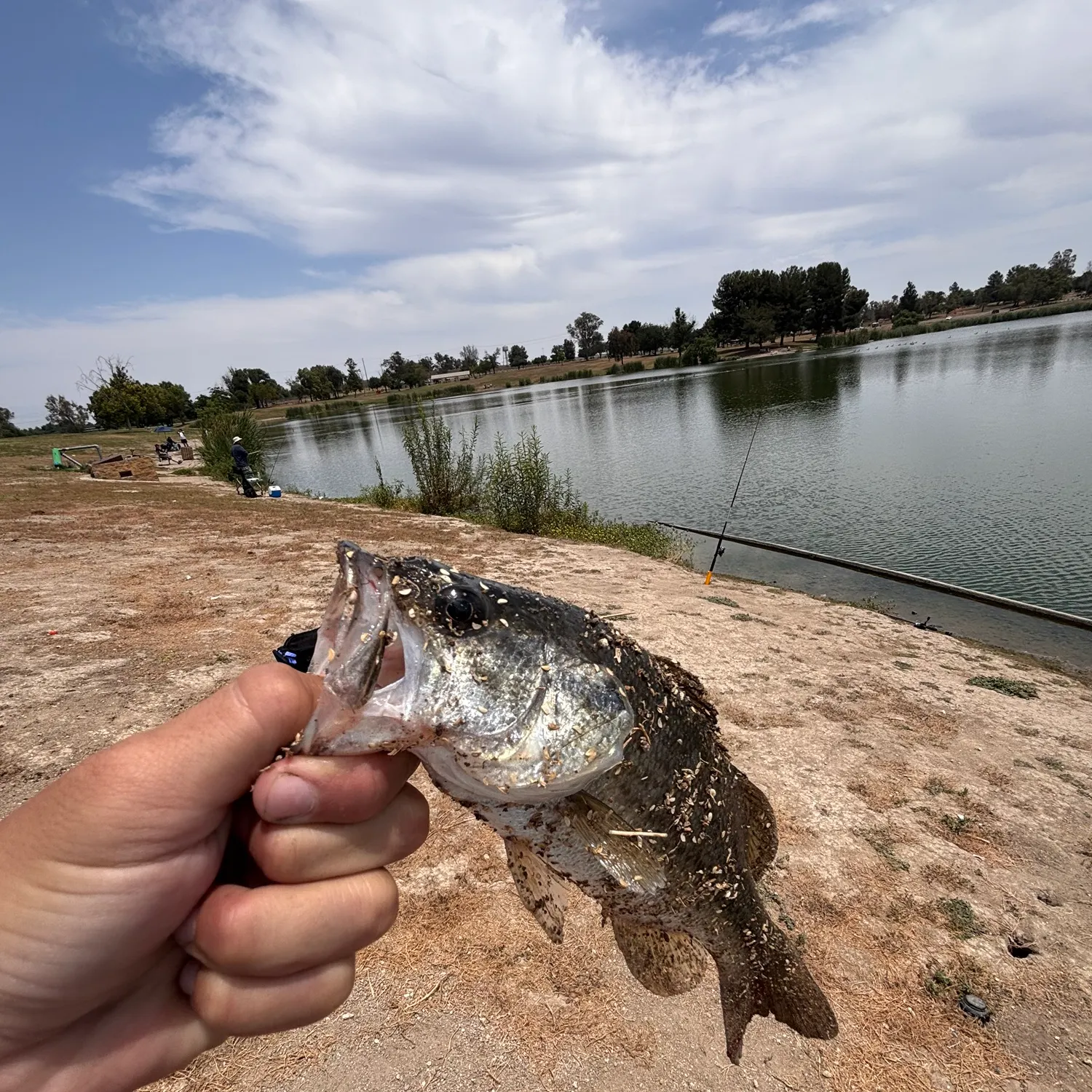 ᐅ Prado Park Lake fishing reports🎣• Chino, CA (United States) fishing